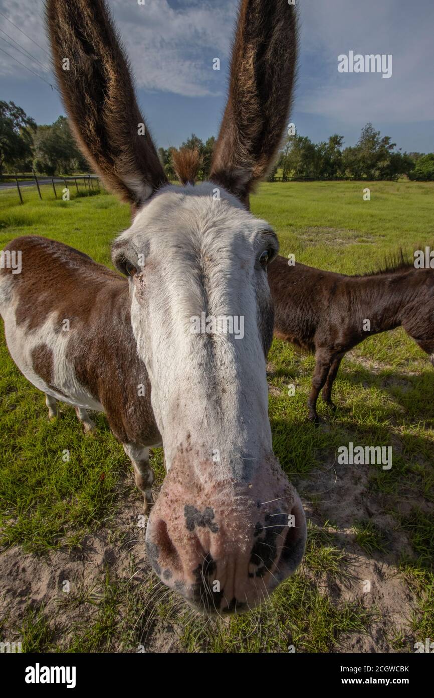 ânes mignons Banque de photographies et d’images à haute résolution ...