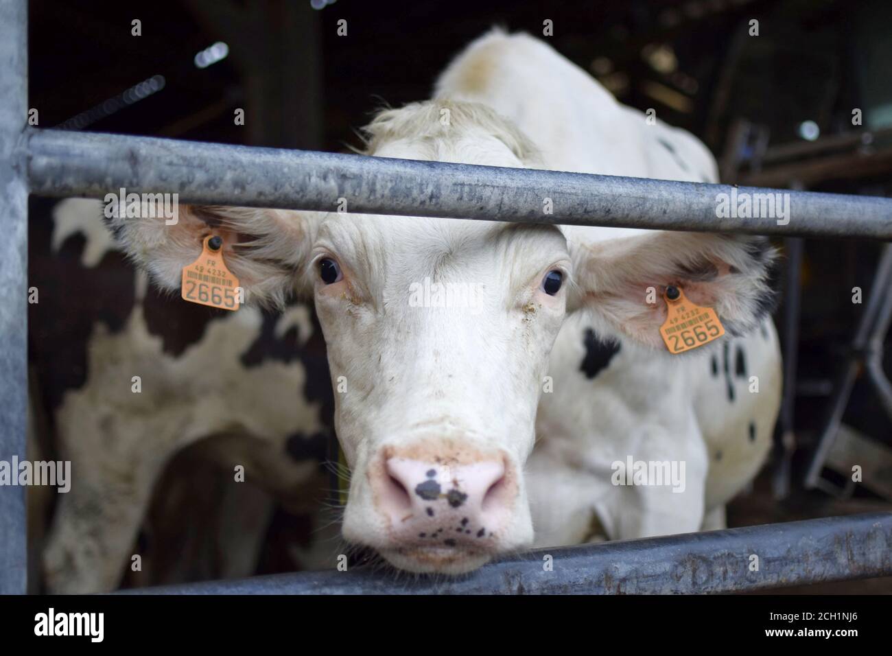 Prim'holstein holstein cow Banque de photographies et d’images à haute ...