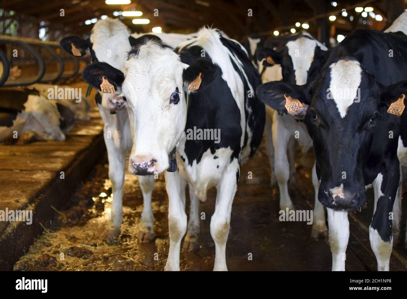 Prim'holstein holstein cow Banque de photographies et d’images à haute ...