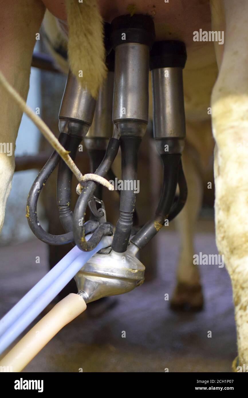 Prim'holstein Holstein Cow Banque d'image et photos - Alamy