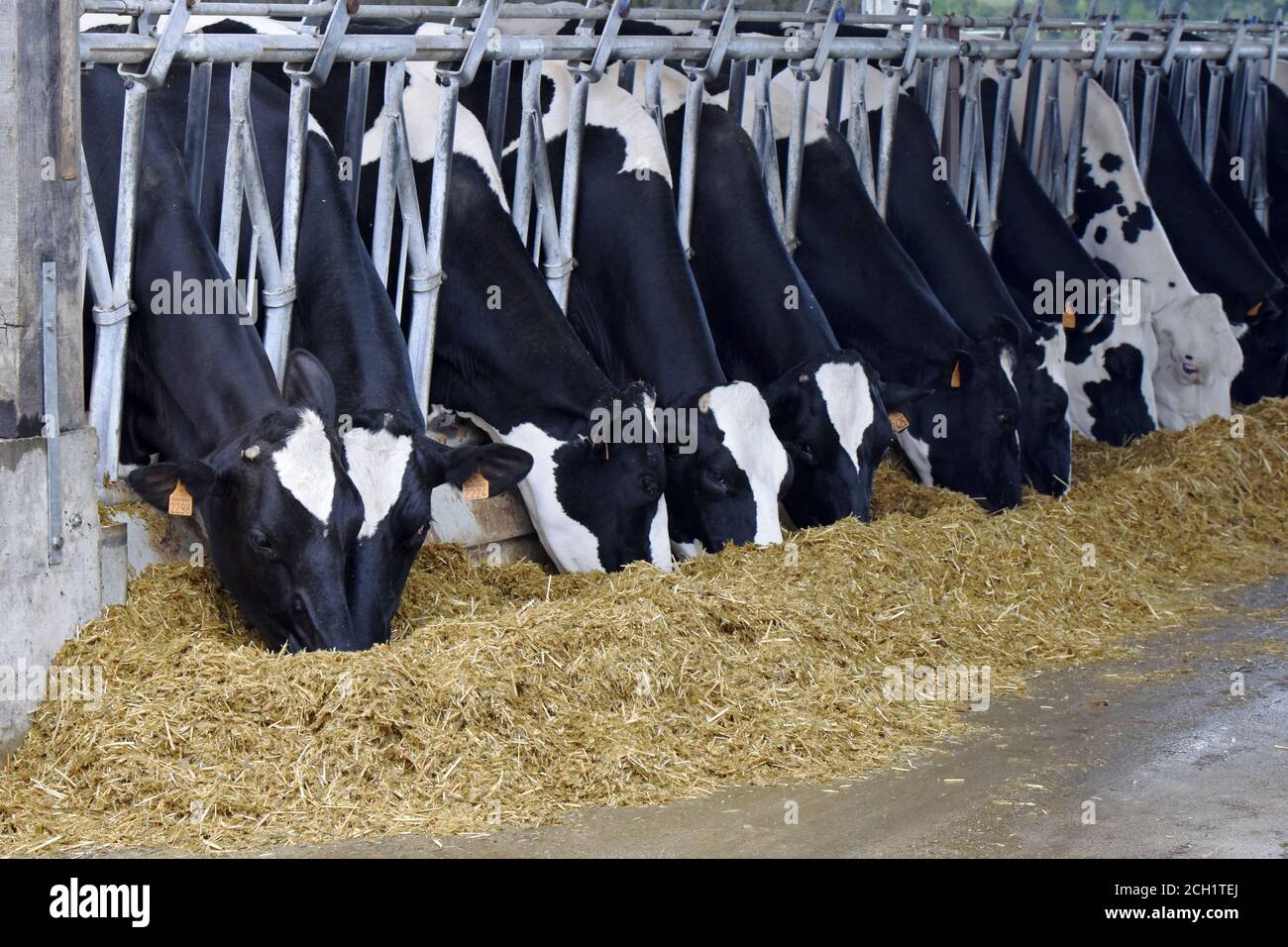 Prim'holstein holstein cow Banque de photographies et d’images à haute résolution - Alamy