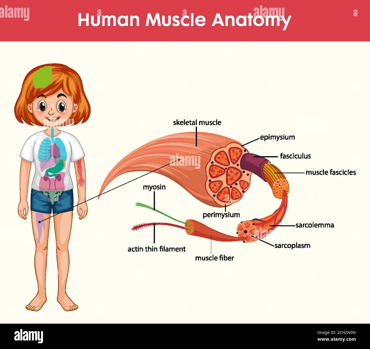 Infographie sur l'anatomie du muscle humain avec illustration du corps ...