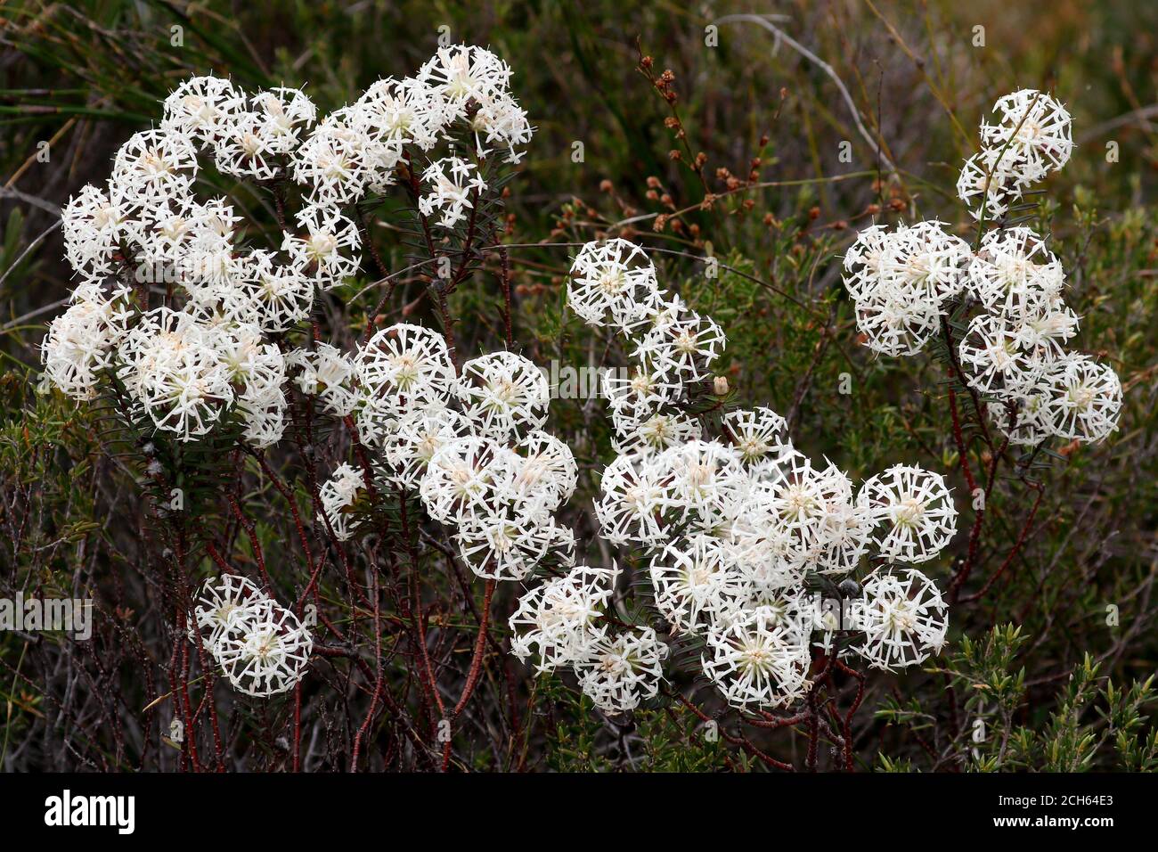 Fleur de riz mince Banque de photographies et d’images à haute ...