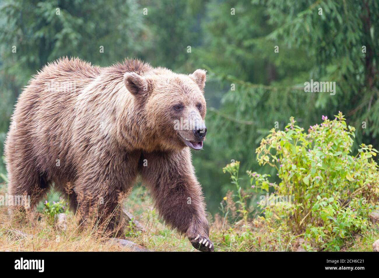 Cute Grizzly Bear Cub Banque d'image et photos - Alamy