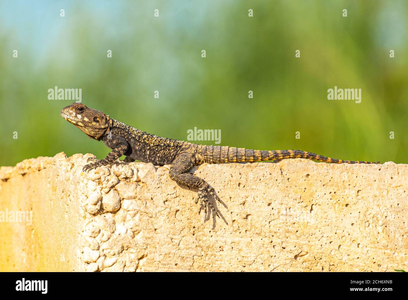 (Stellagama Stellagama stellio) AKA stellion, hardim, hardun, star ...