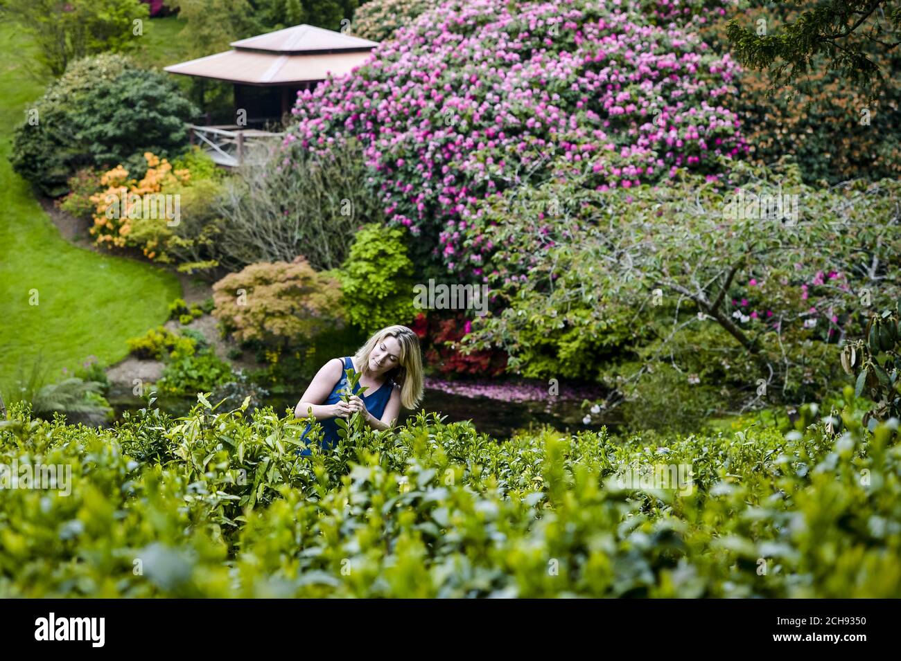 Percy hughes Banque de photographies et d’images à haute résolution - Alamy