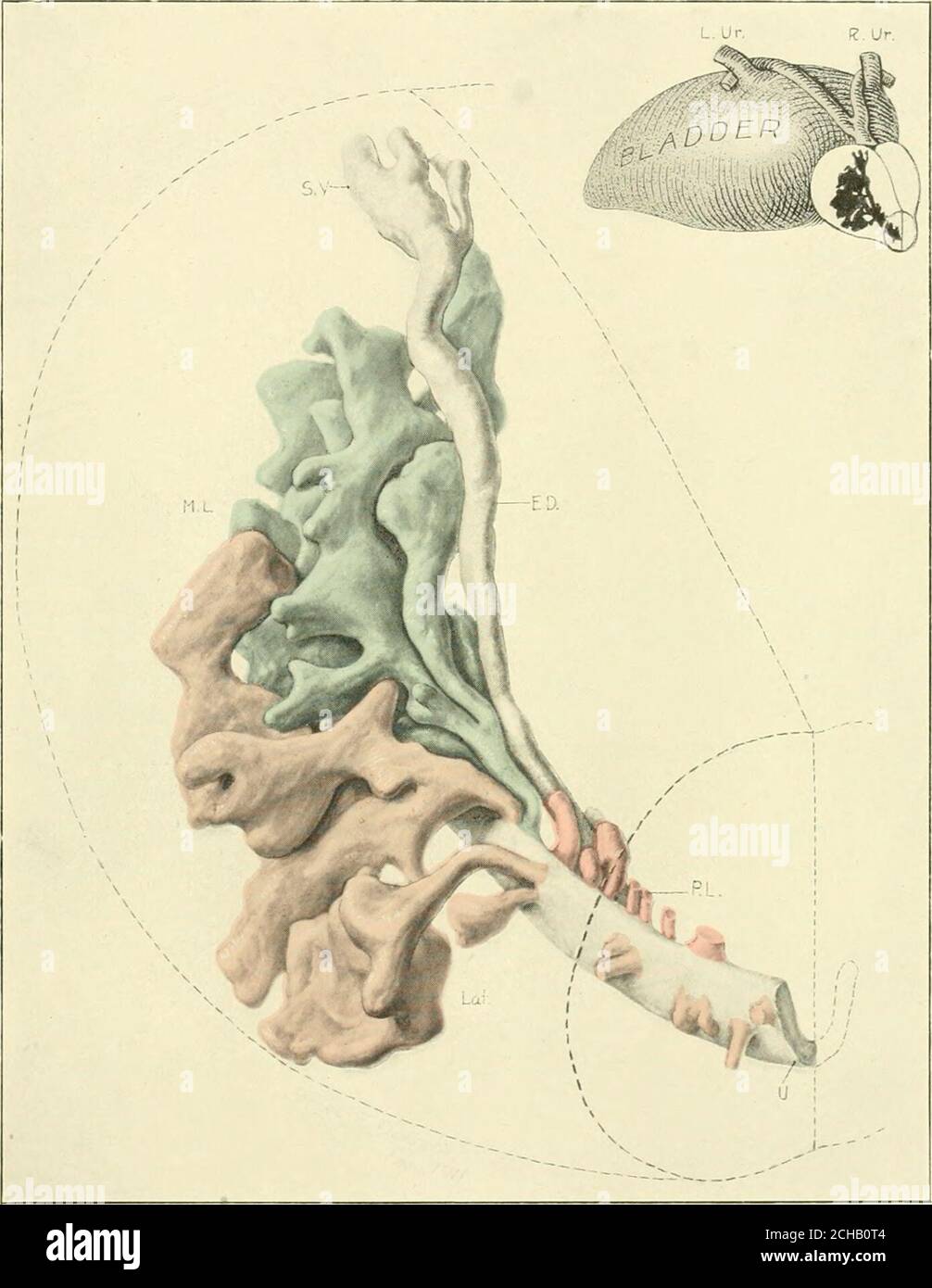 . La revue américaine de l'anatomie . Figure 10 vue sagittale d'un ...