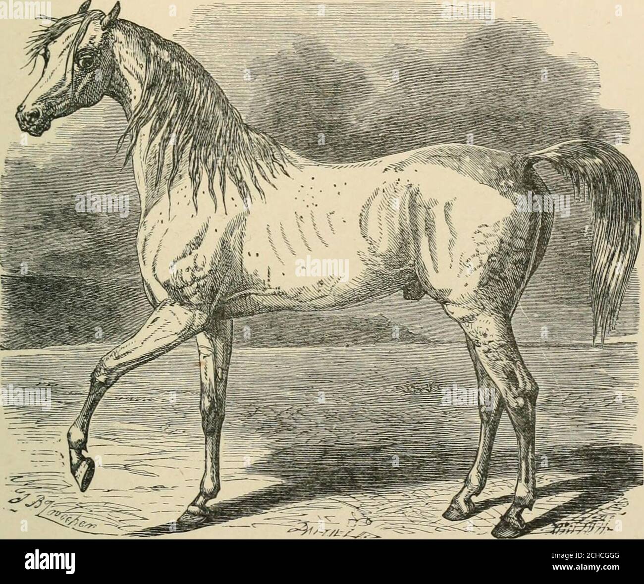 Anatomie muscle cheval Banque de photographies et d’images à haute ...