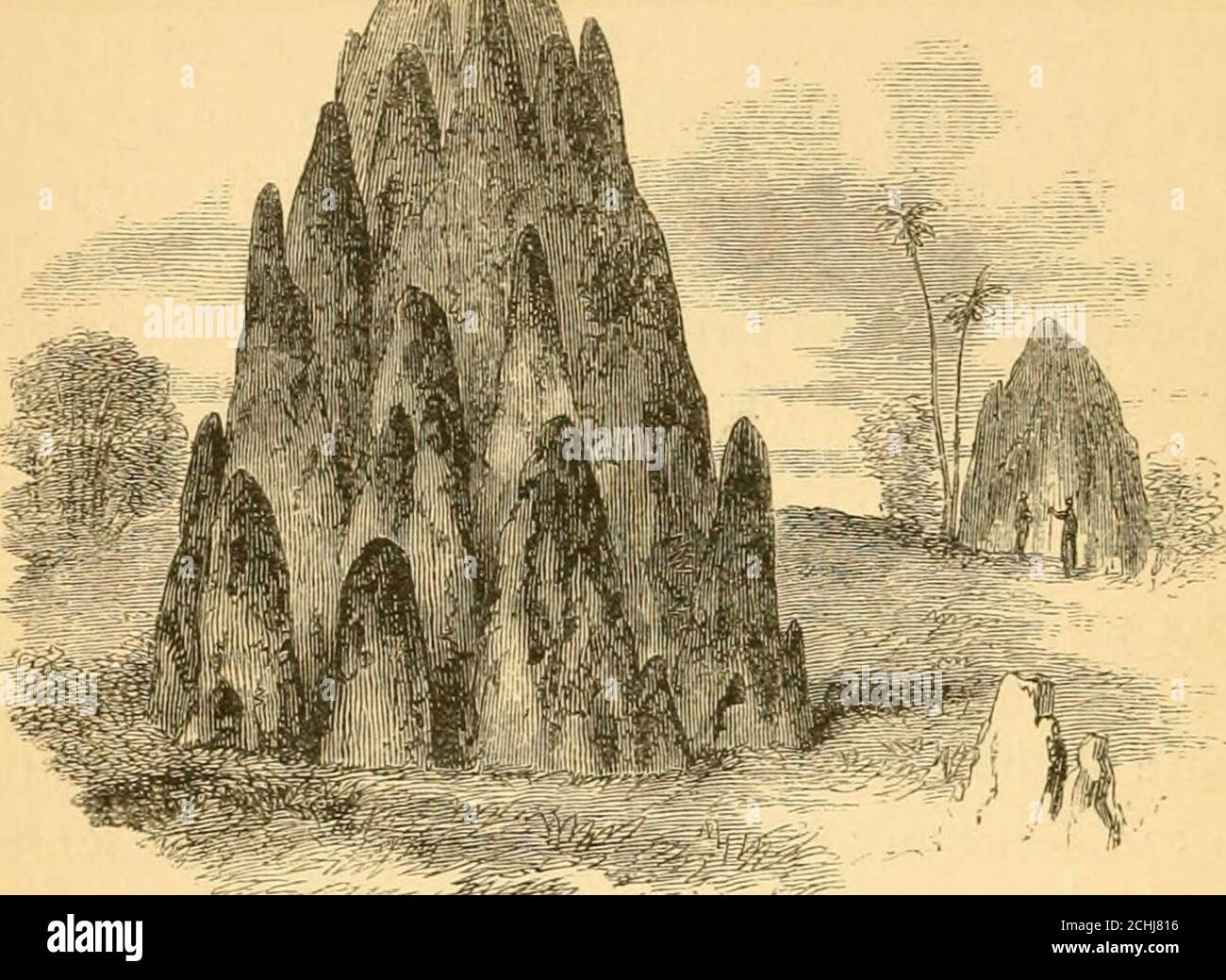 Piqûres de fourmis Banque de photographies et d’images à haute ...