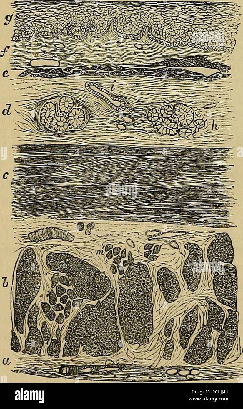 Sous muqueuse Banque de photographies et d’images à haute résolution ...