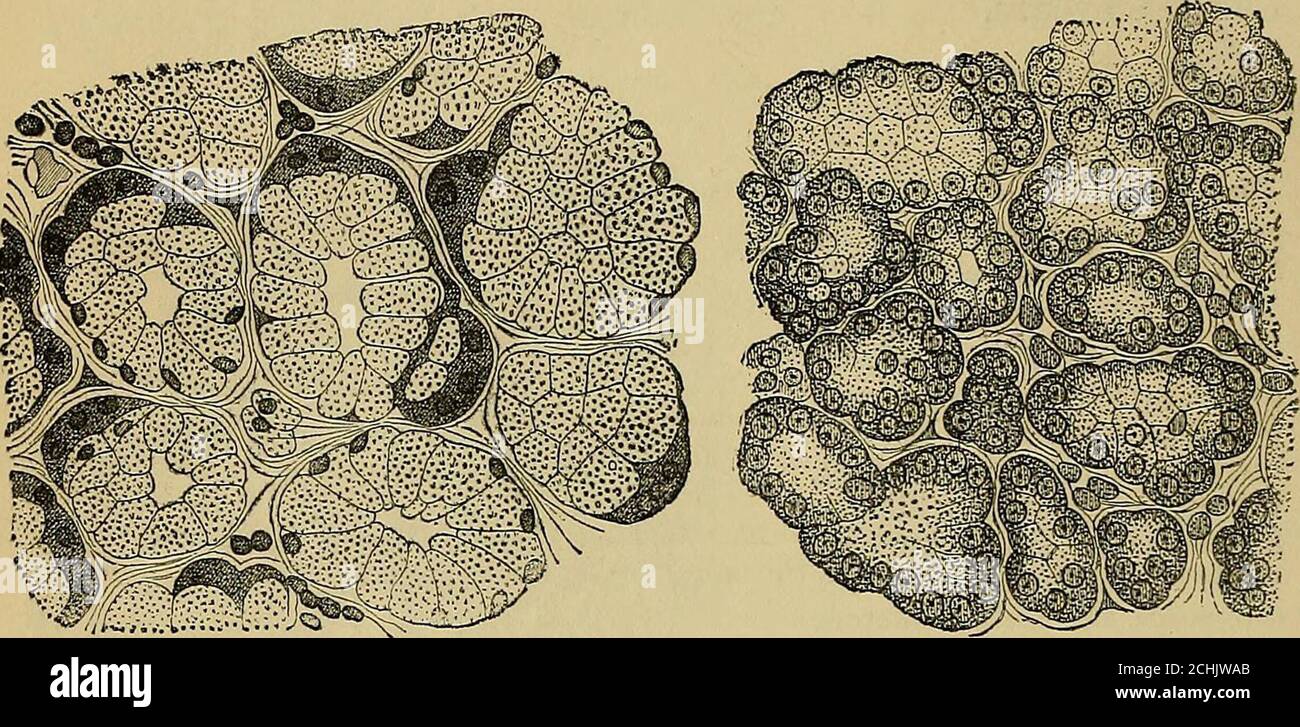 Glandes marginales Banque de photographies et d’images à haute ...