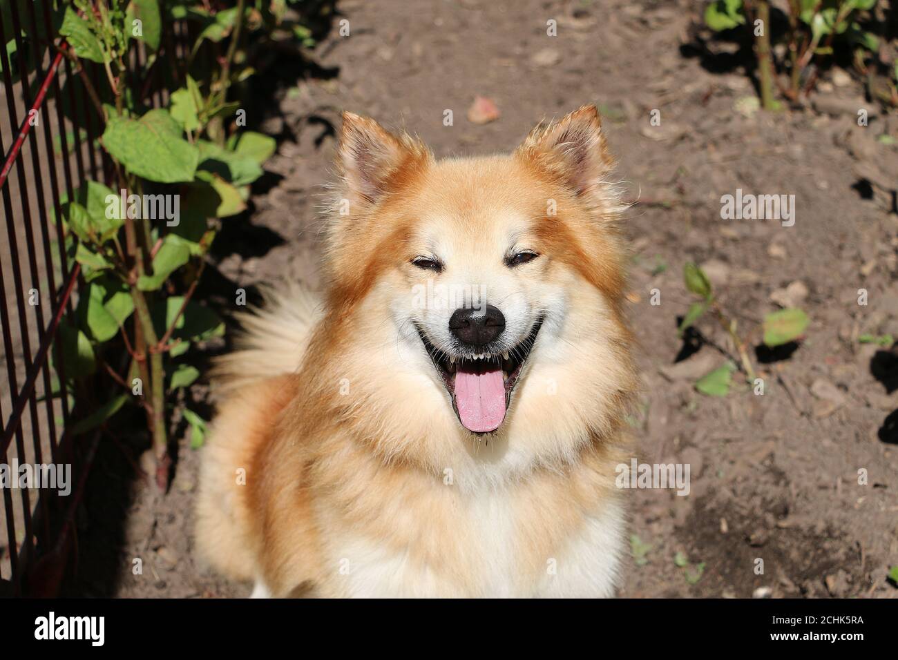 Chien elo Banque de photographies et d’images à haute résolution - Alamy
