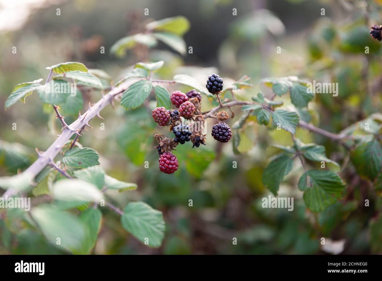 Rubis rouges Banque de photographies et d’images à haute résolution - Alamy