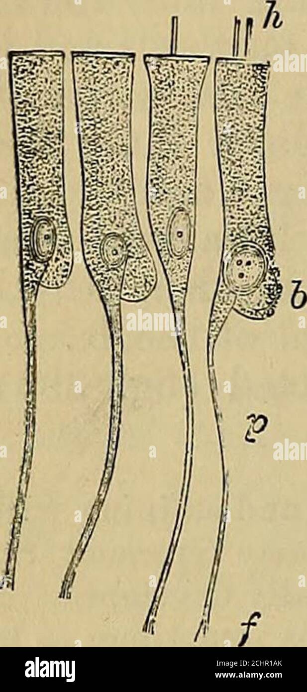 Reticular lamina Banque de photographies et d’images à haute résolution ...