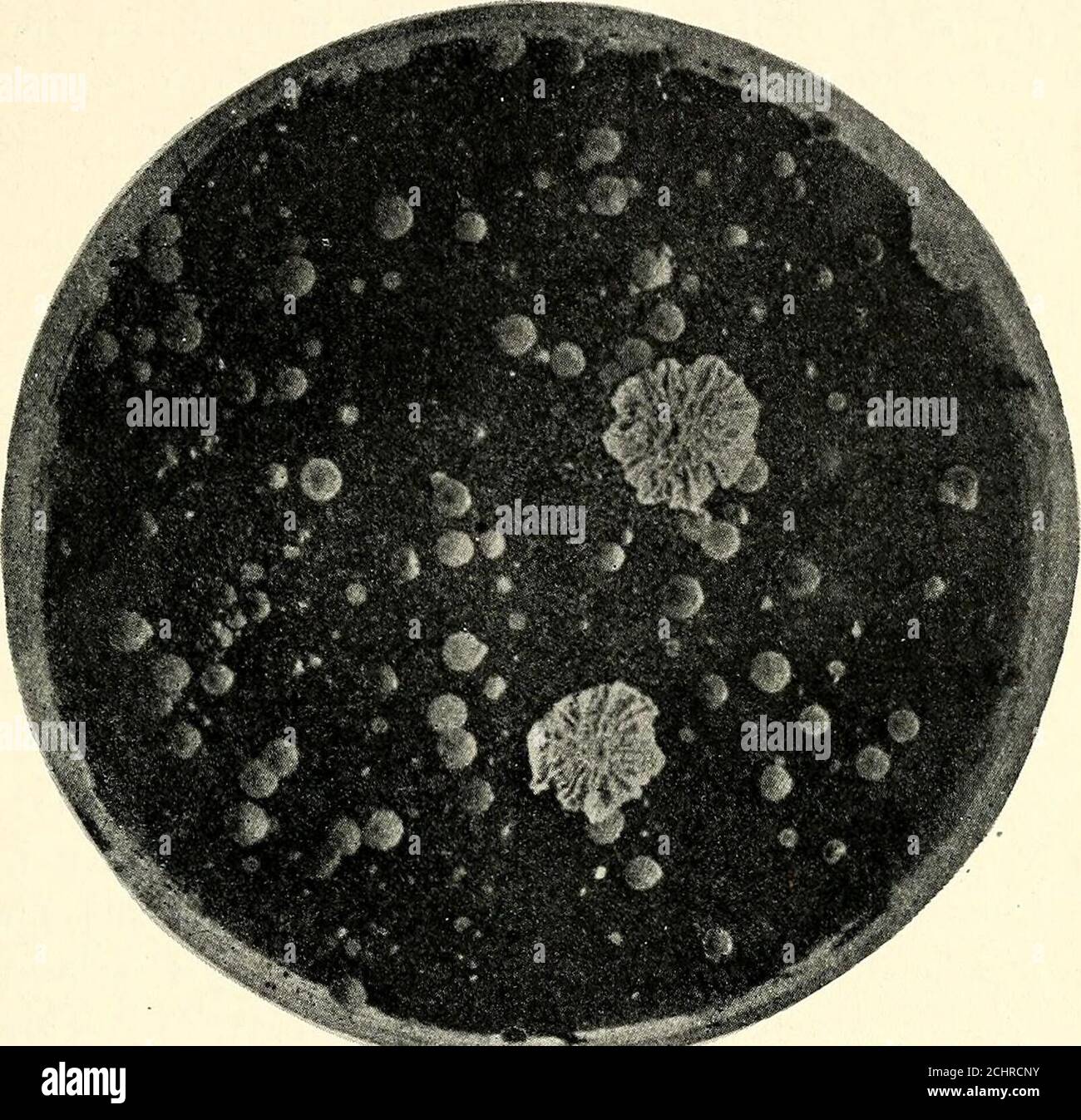 . Principes de la chimie agricole [microforme] . caracteria.^—les ...