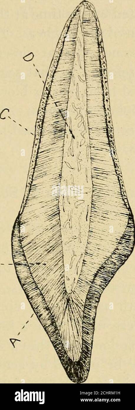 . Techniques d'anatomie opératoire et dentaire; manuel de classe et de ...
