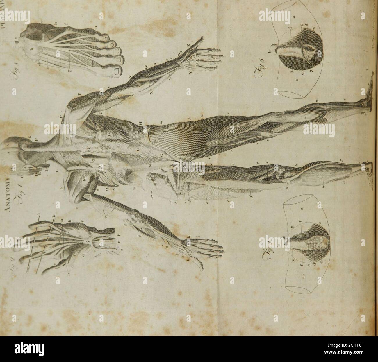 . Un système officinal d'anatomie : en six parties : partie I ...