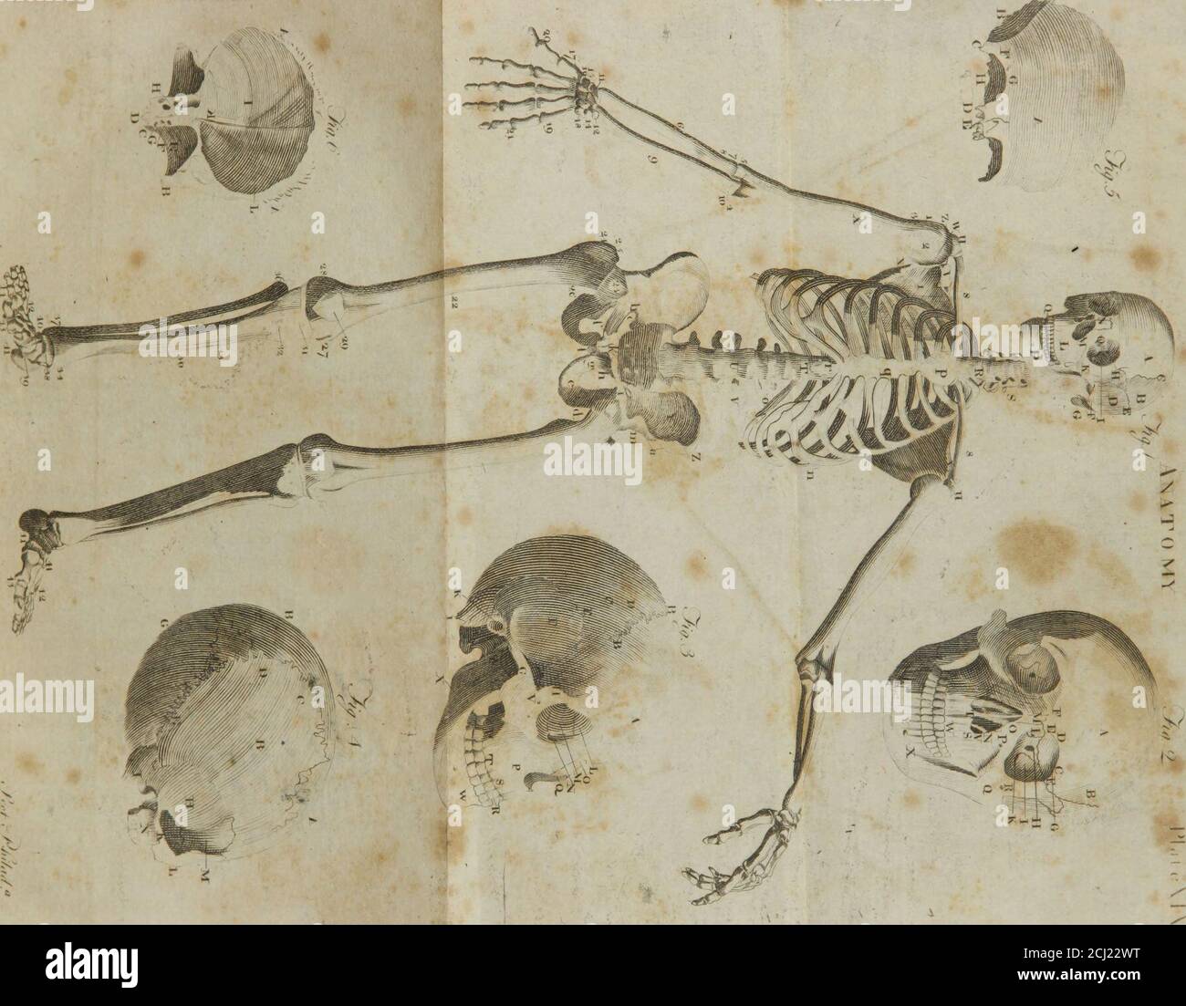 Squamous suture Banque de photographies et d’images à haute résolution ...