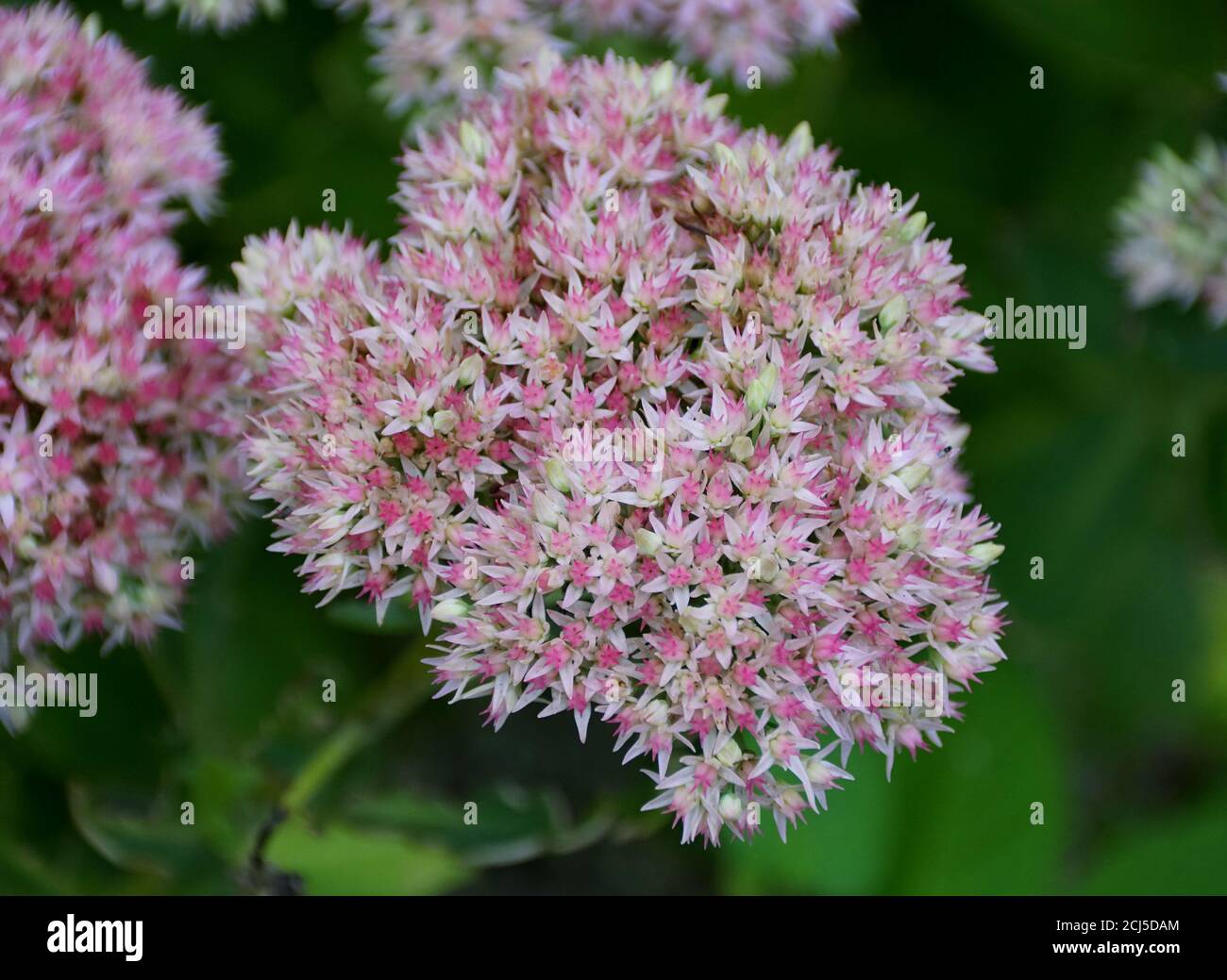 Couleur rose clair Banque de photographies et d’images à haute ...