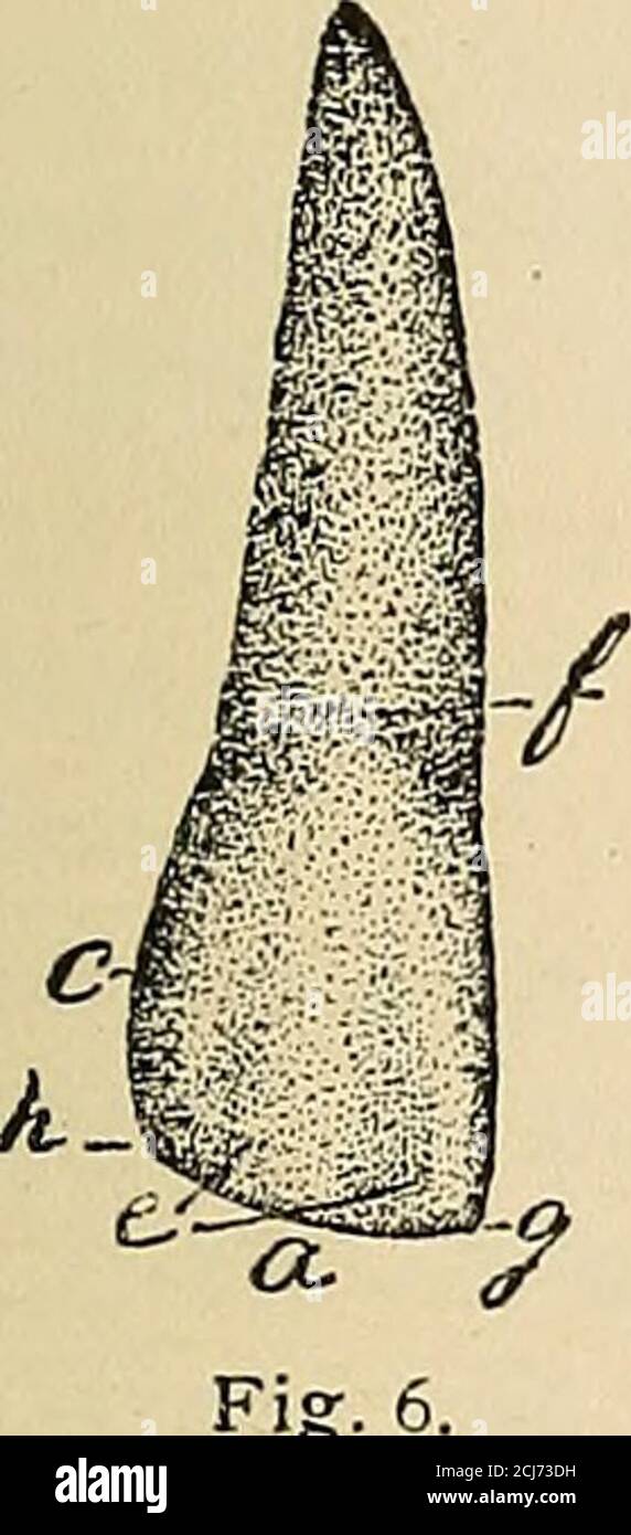 . Anatomie descriptive des dents humaines . guo-gin-gival crête, ou ...
