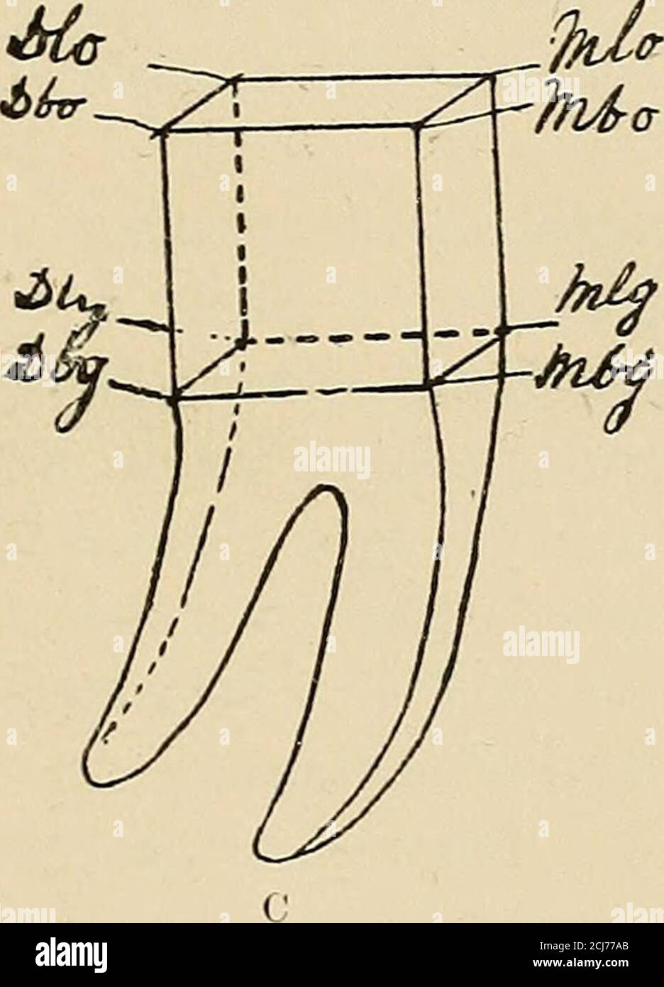 . Anatomie descriptive des dents humaines . Remarque : dans la ...