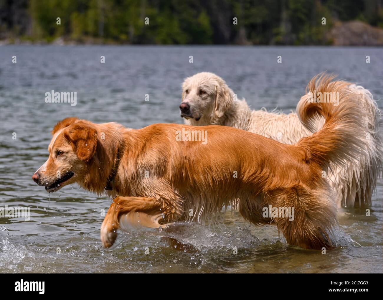 Beau Canard Blanc Banque d'image et photos - Alamy