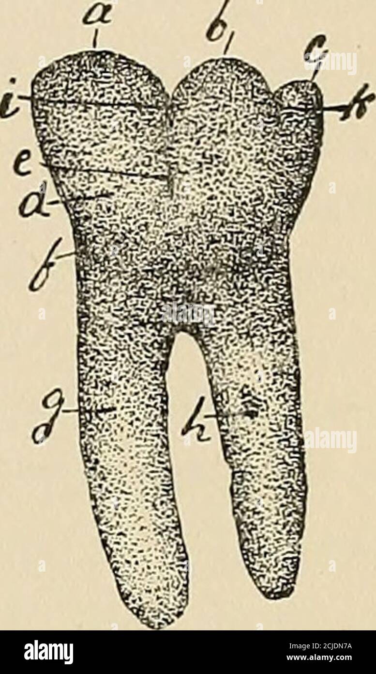 . Anatomie descriptive des dents humaines . Figure 76. Fig. 77- Fig. 74 ...