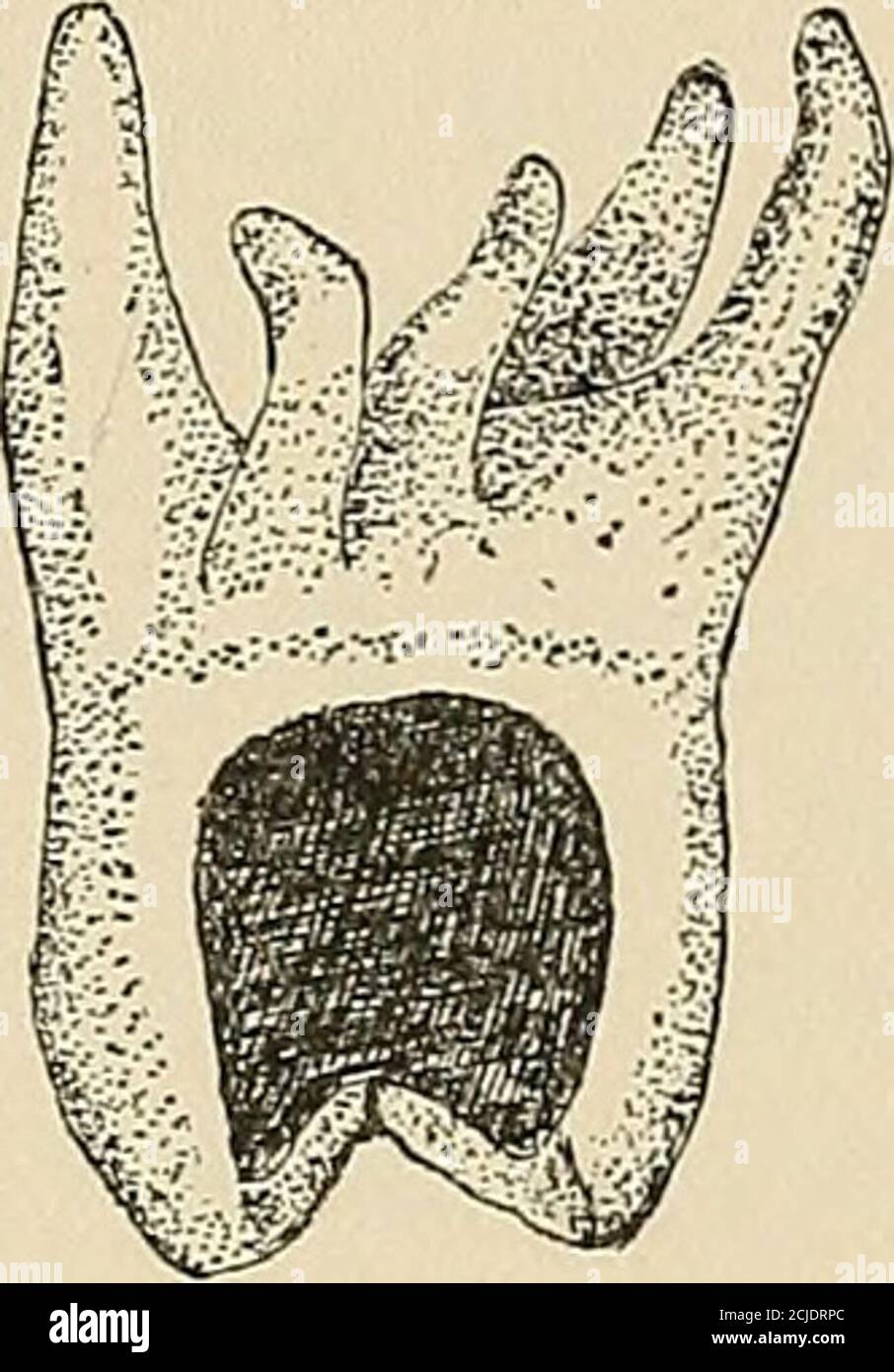 . Anatomie descriptive des dents humaines . Figure Figure 73- ^^—9tg ...