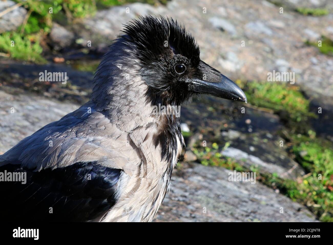 Domination masculine Banque de photographies et d’images à haute ...