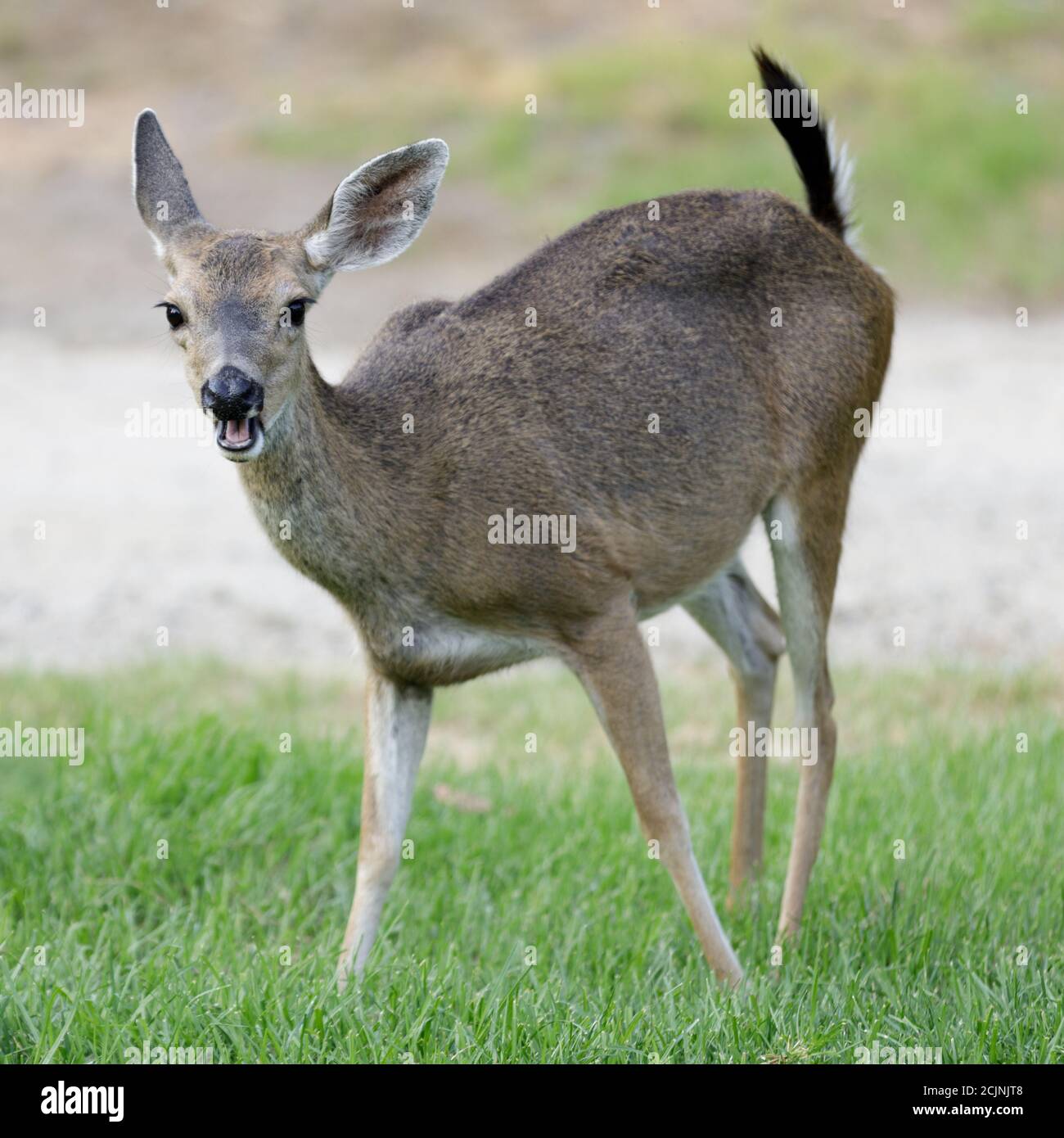Cerf mulet queue noire Banque de photographies et d’images à haute ...