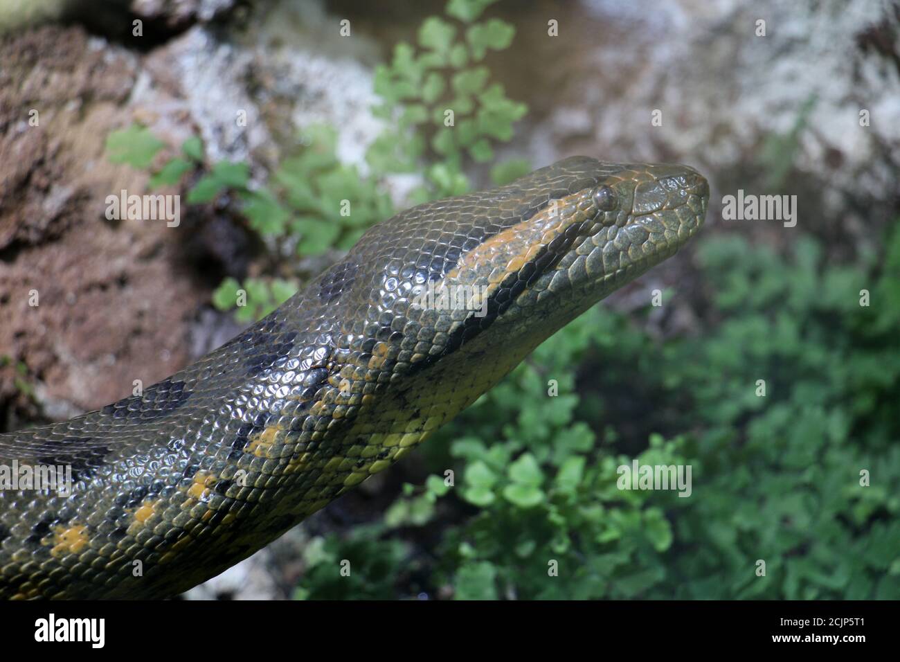 Anakonda vert Banque de photographies et d’images à haute résolution ...