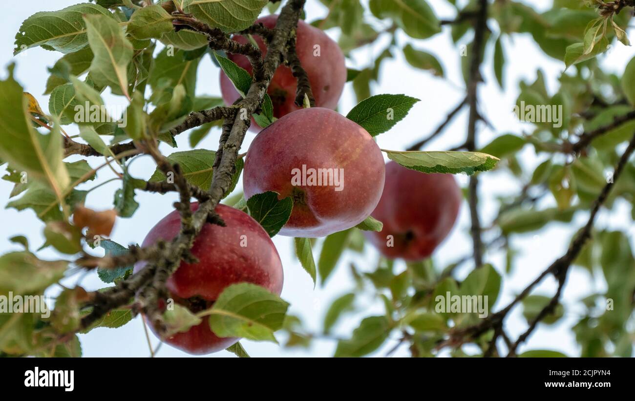 Branches avec des feuilles et des pommes Banque de photographies et d ...