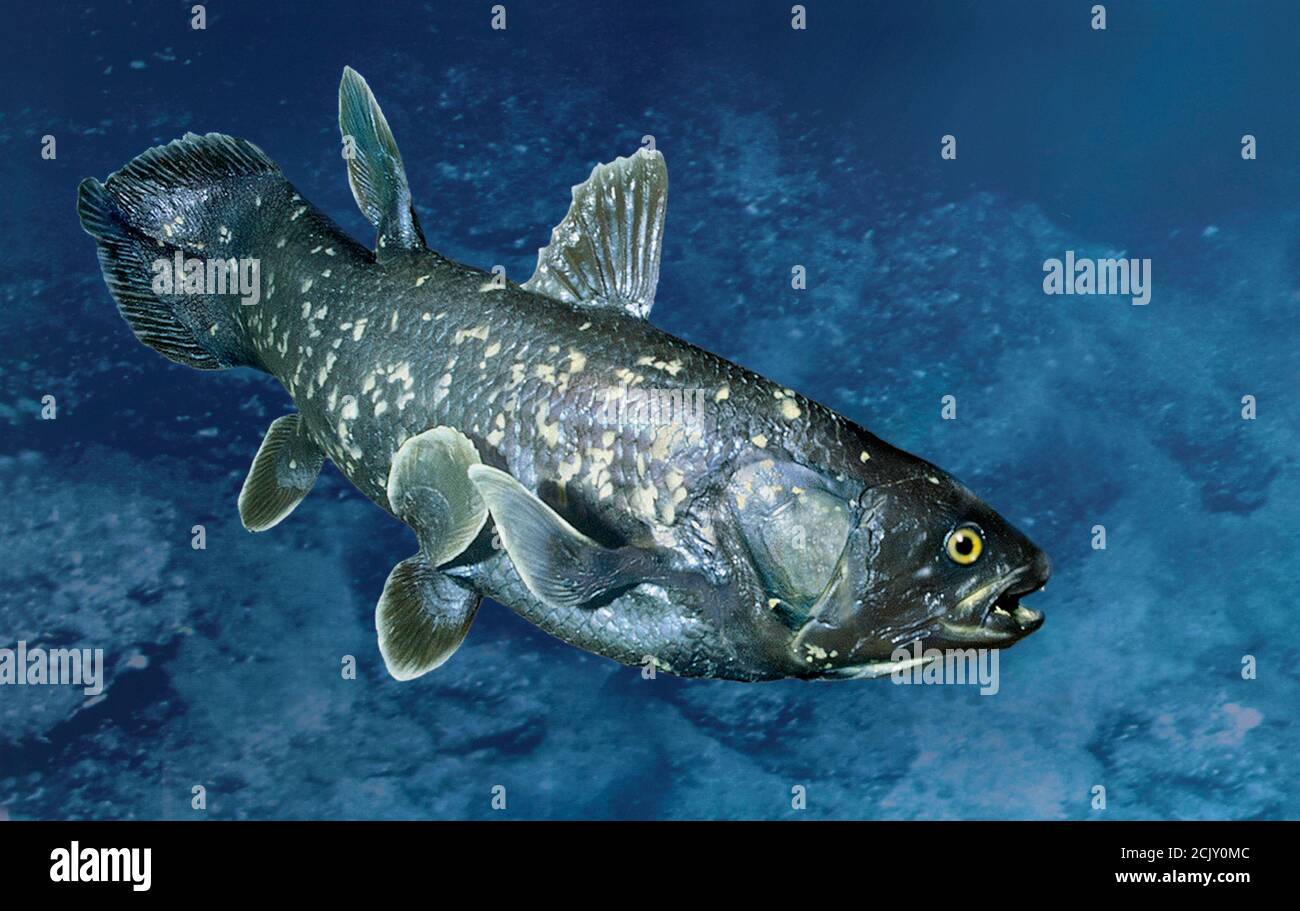 Coelacanth fossil Banque de photographies et d’images à haute ...