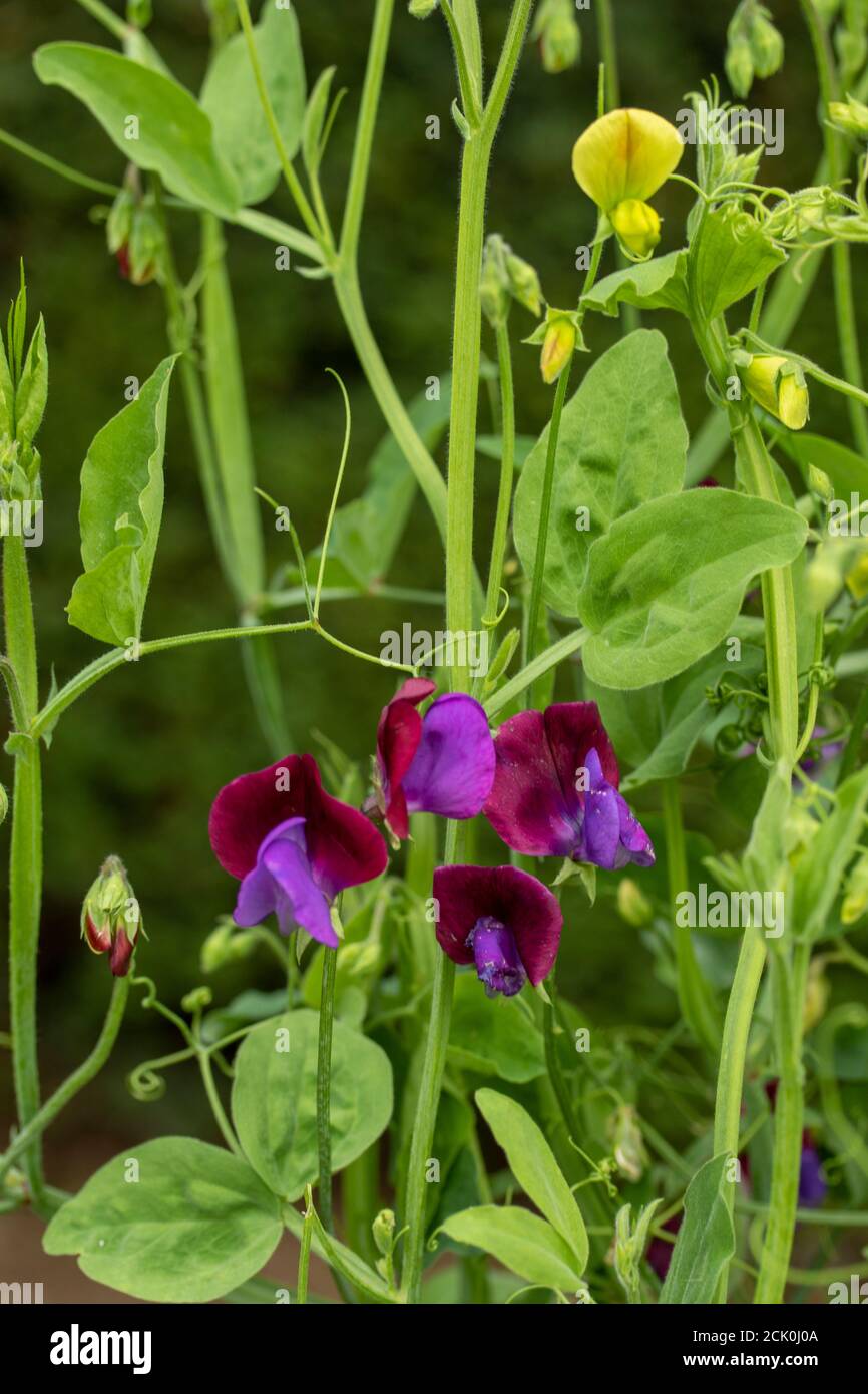 Lathyrus odoratus matucana Banque de photographies et d’images à haute ...