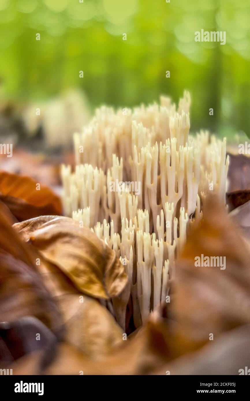 Champignon corail blanc Banque de photographies et d’images à haute ...