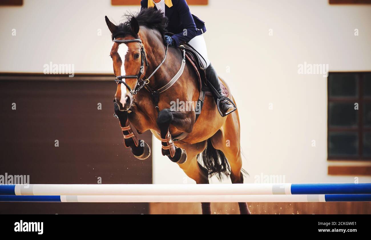 Sabot Animal Banque d'image et photos - Alamy