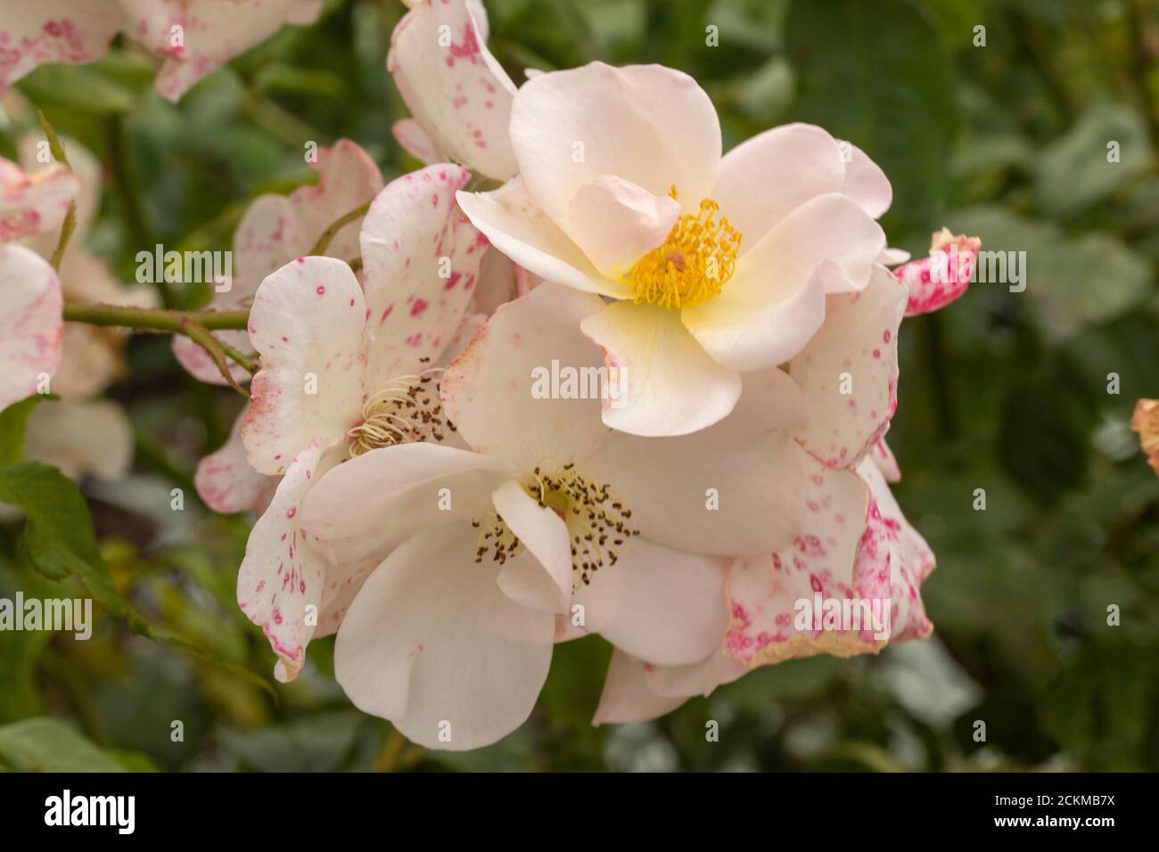Rosa sally holmes rose Banque de photographies et d’images à haute ...