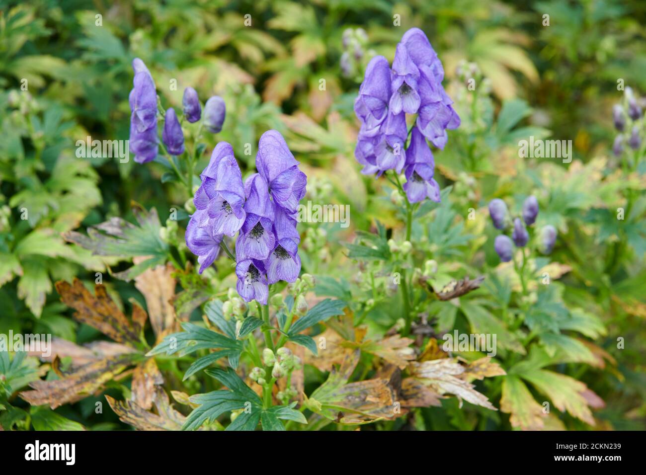 Aconite monkshood aconitum napellus toxic Banque de photographies et d’images à haute résolution ...