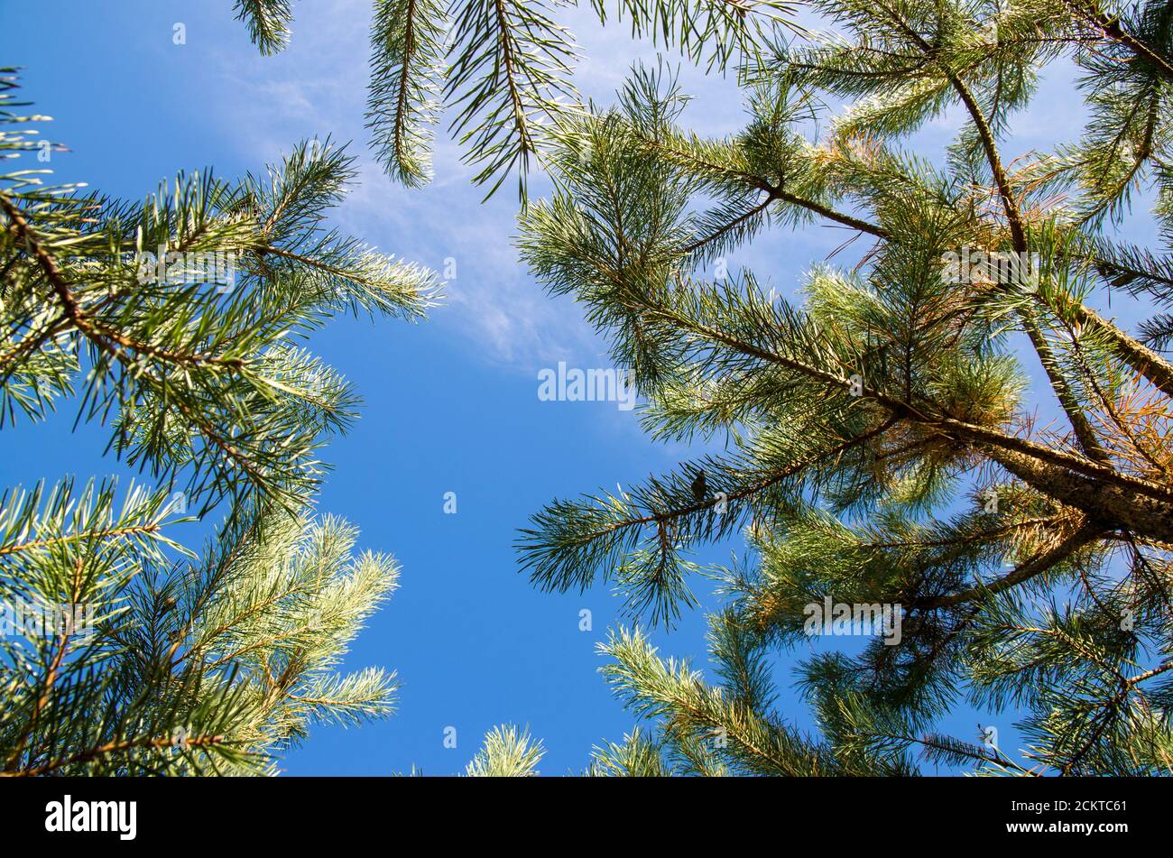 Les Cimes Des Arbres | Arbre Et Cimes Tourisme – VHKTX