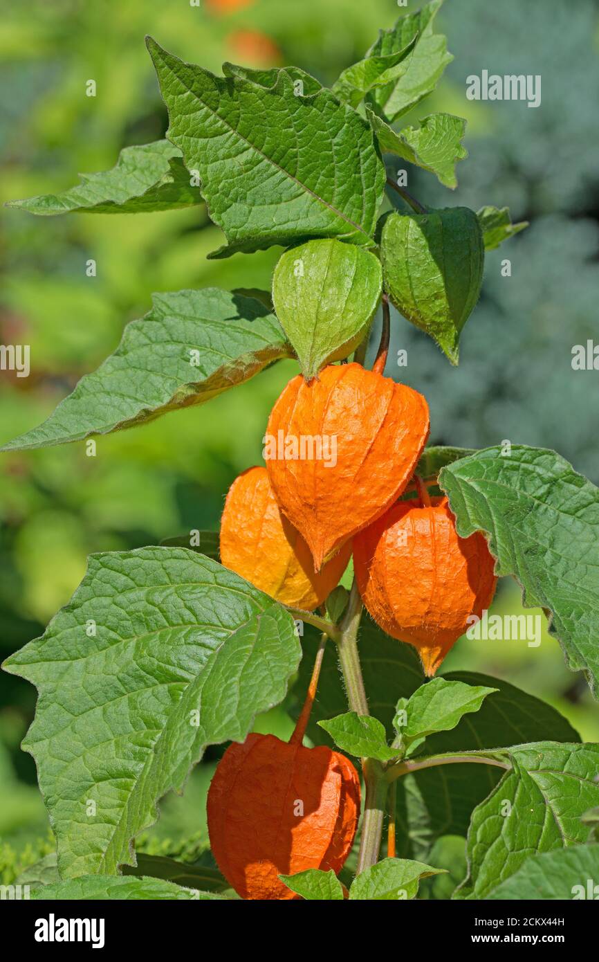 Chinese Lampion Physalis Banque d'image et photos - Alamy