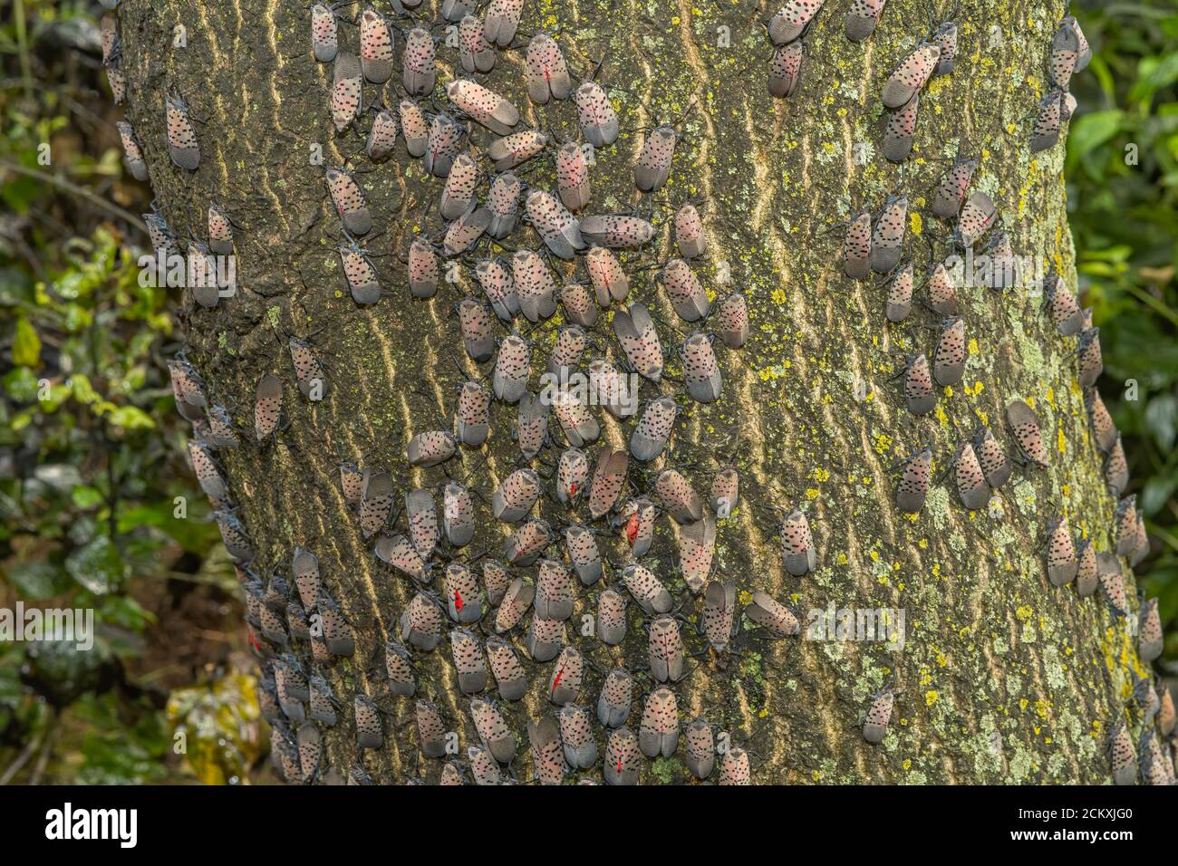 Arbre fruitier insecte nuisible Banque de photographies et d’images à ...
