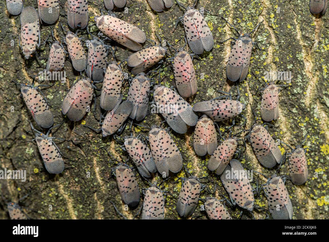 Arbre fruitier insecte nuisible Banque de photographies et d’images à ...