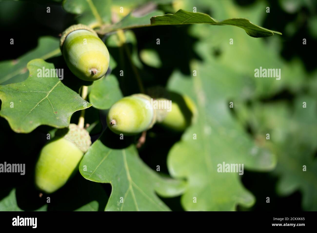 Arbre de glands uk Banque de photographies et d’images à haute ...
