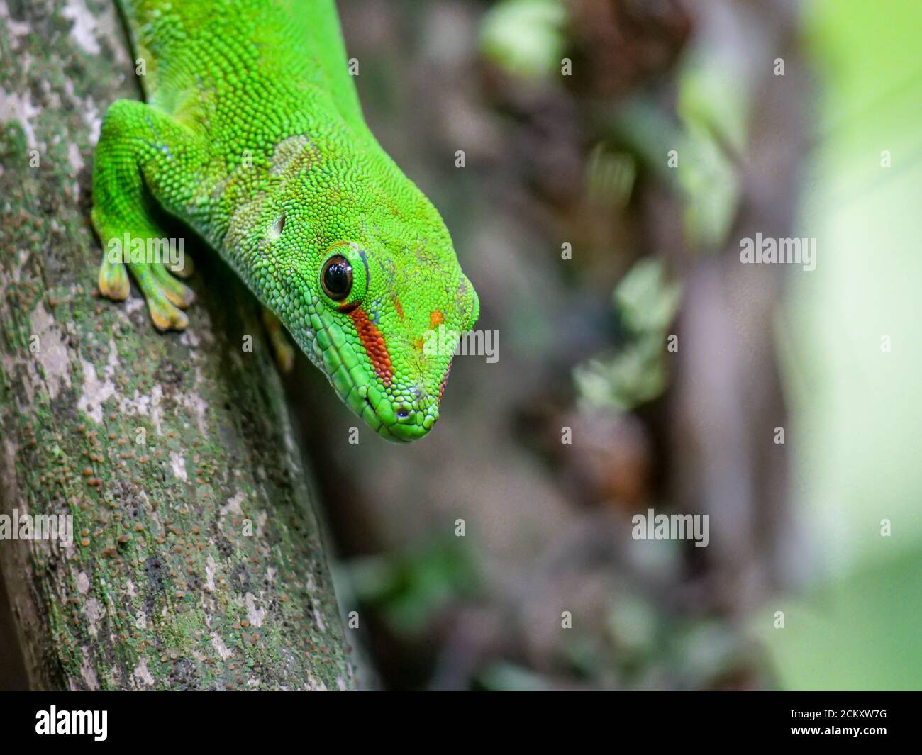 Gecko vert Banque de photographies et d’images à haute résolution - Alamy