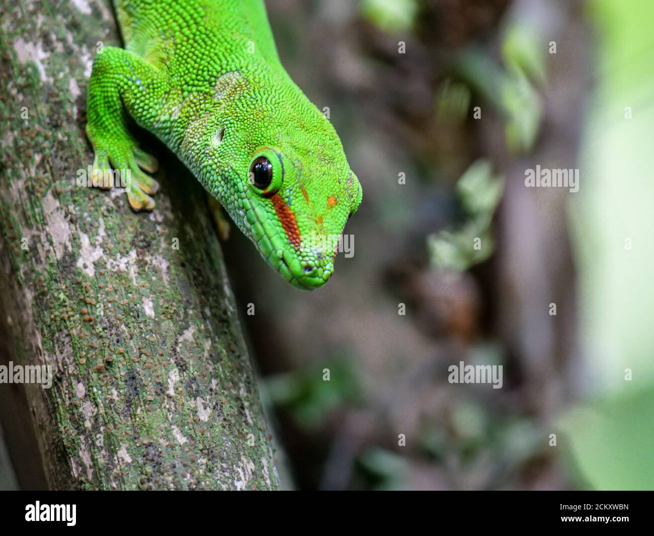 Gecko au zoo de la forêt tropicale de Masoala Zürich Photo Stock - Alamy