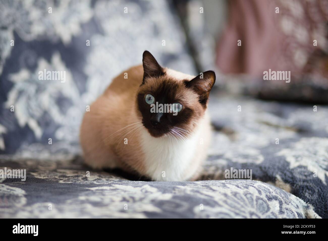 Chat siamois chocolat point Banque de photographies et d’images à haute ...