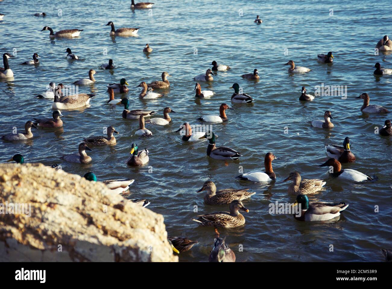 Types de canards Banque de photographies et d’images à haute résolution ...