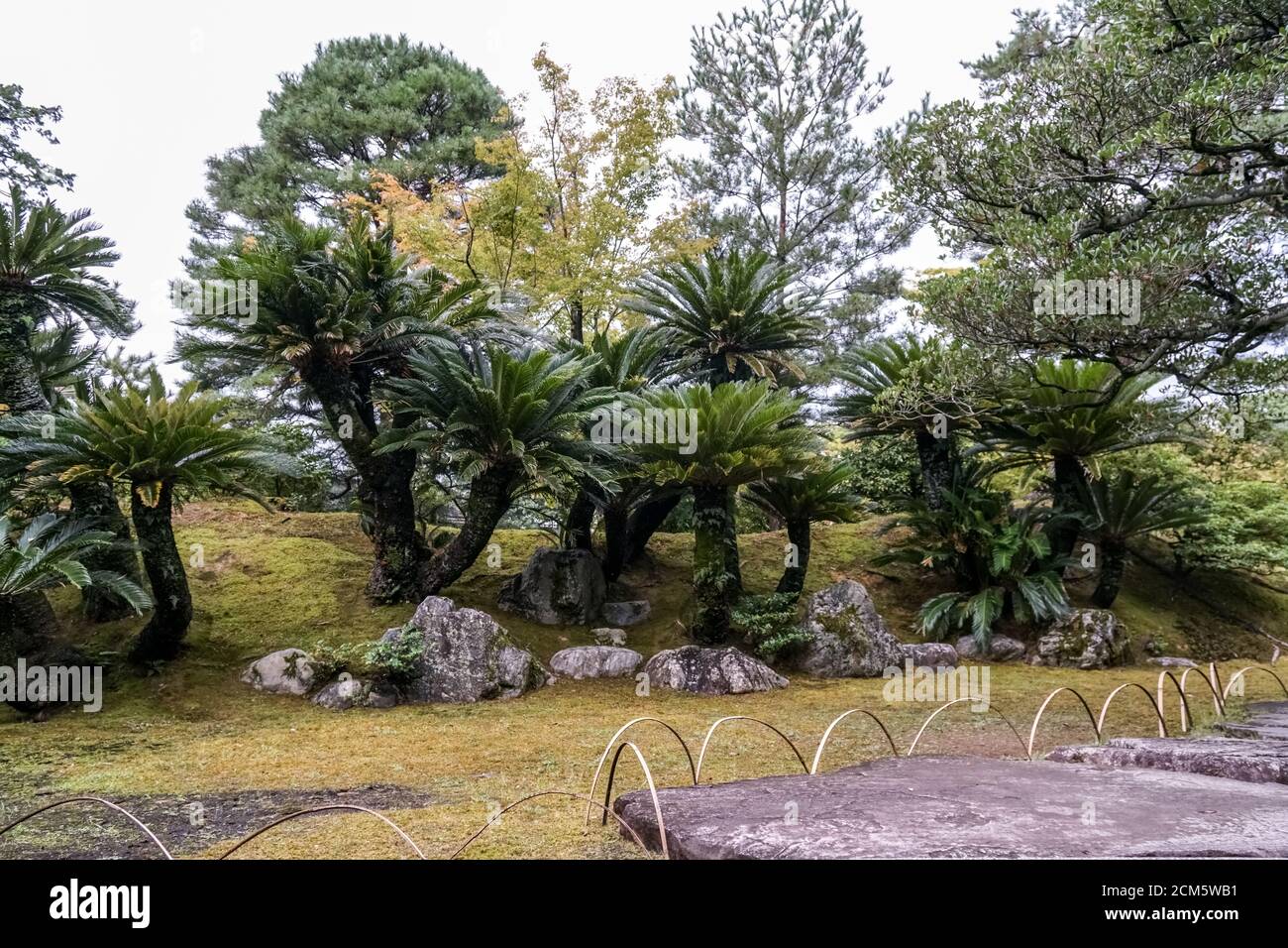 Palmiers sagou au jardin japonais de la villa impériale de Katsura ...