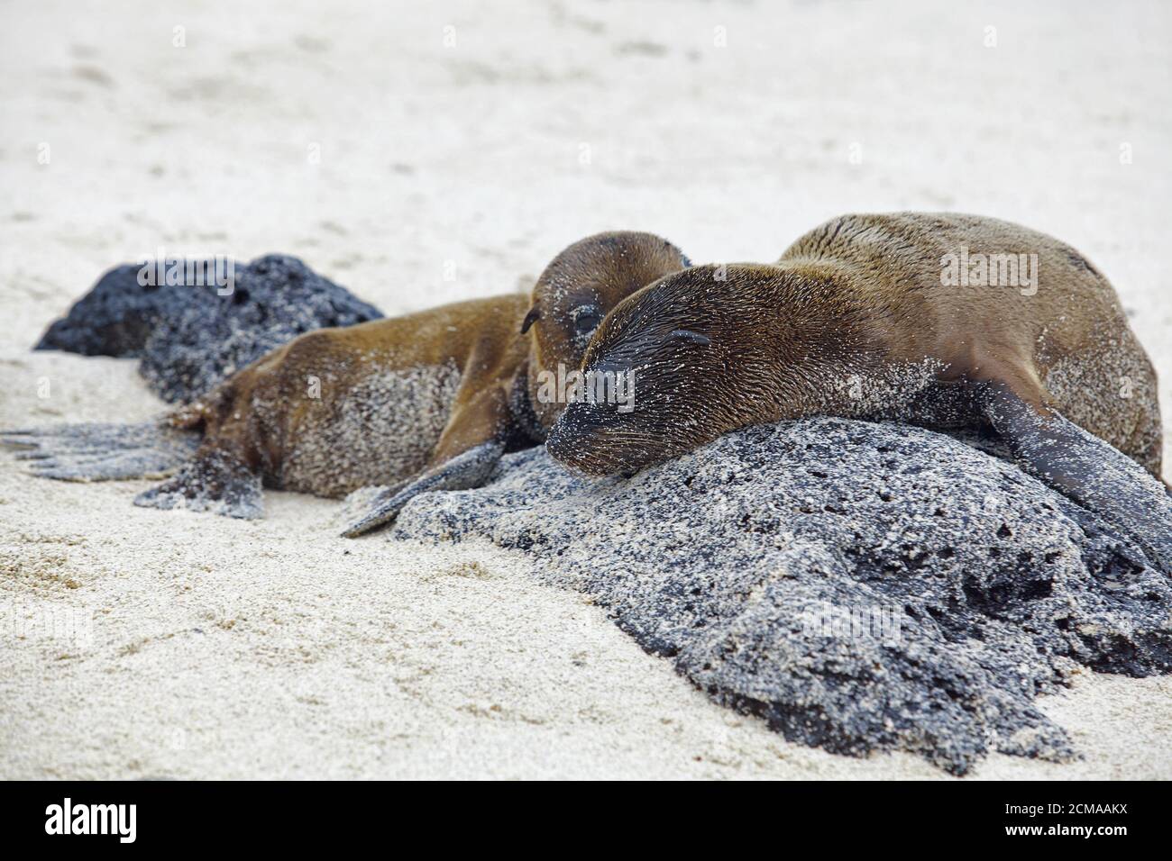 Lion de mer de la colonie Banque de photographies et d’images à haute ...