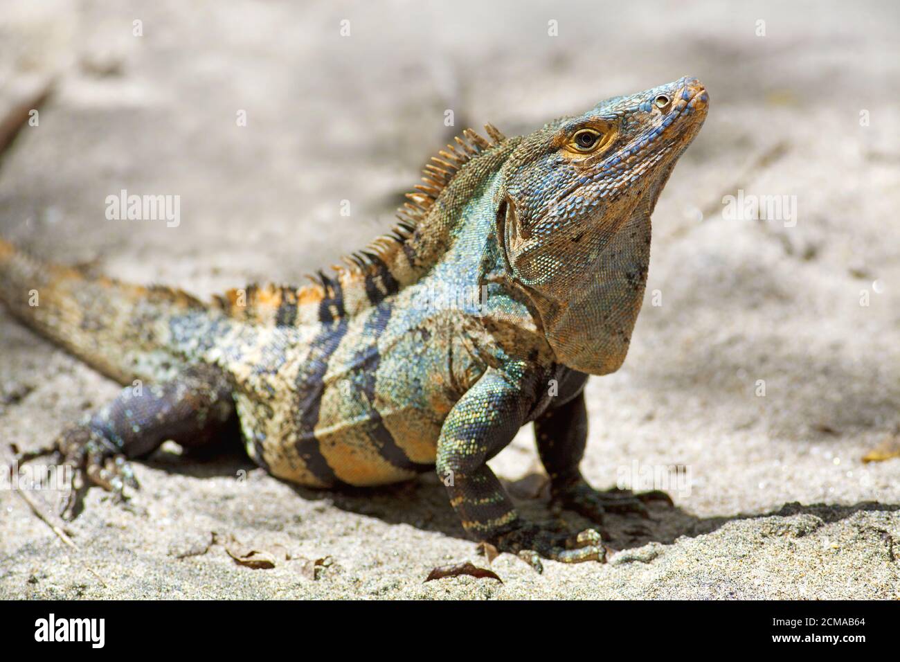 à queue épineuse Banque de photographies et d’images à haute résolution ...